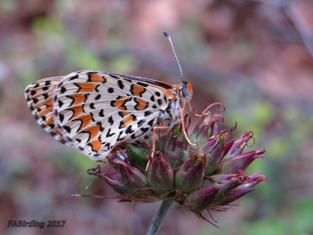 Wildlife Watching with FAB.: Northern Greece - Butterflies.