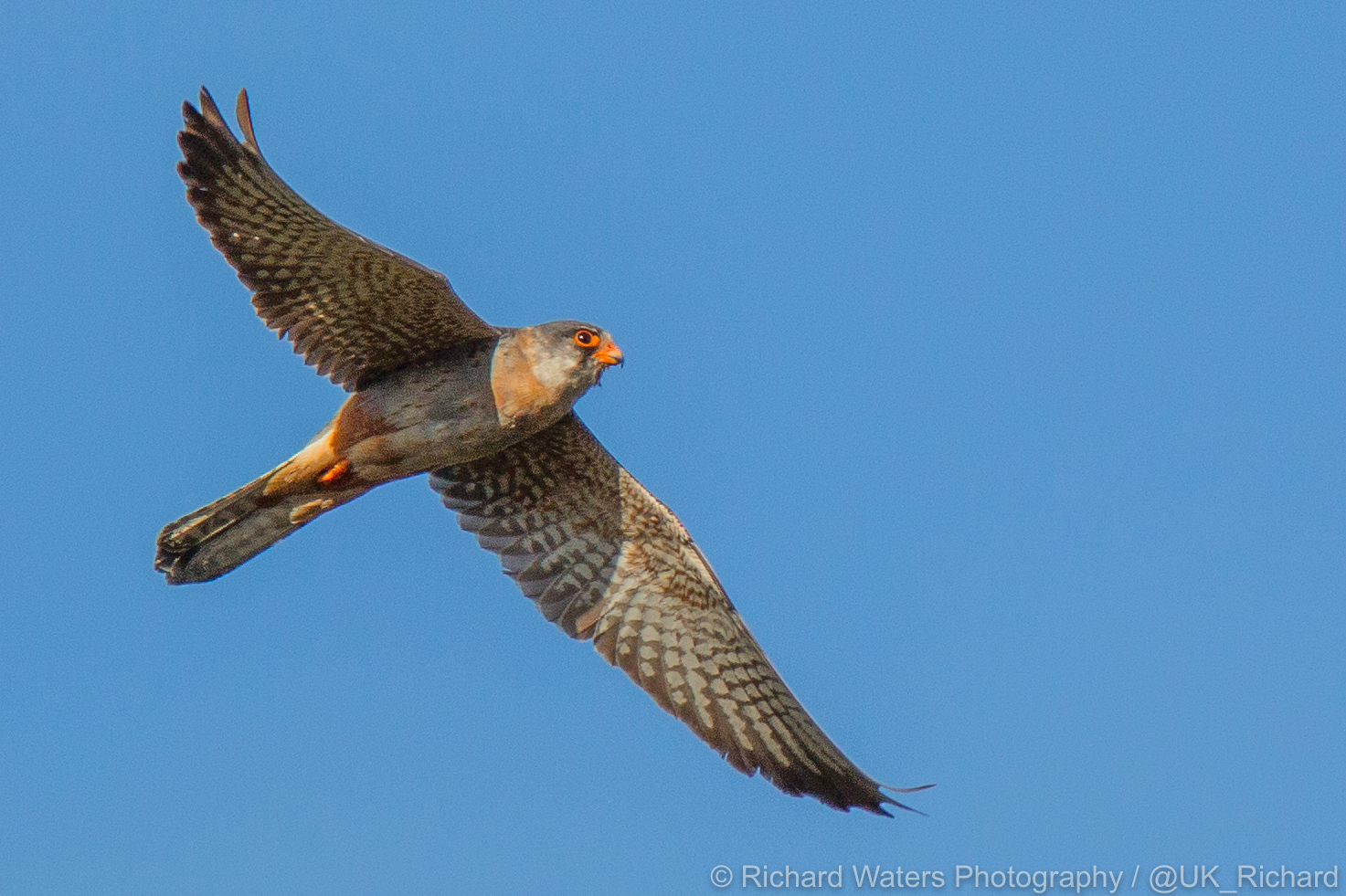 Richard Waters Photography: Red Footed Falcon - Frensham Common