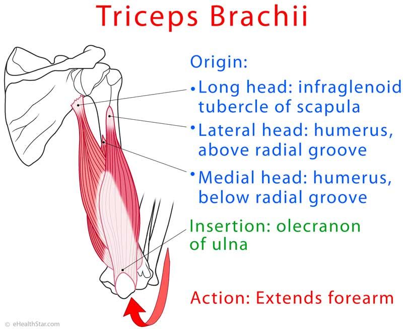 Tricep Curls: Do Them like a Pro! - SHREDDEDFIT Tricep Curls: Do Them like a Pro! - SHREDDEDFIT