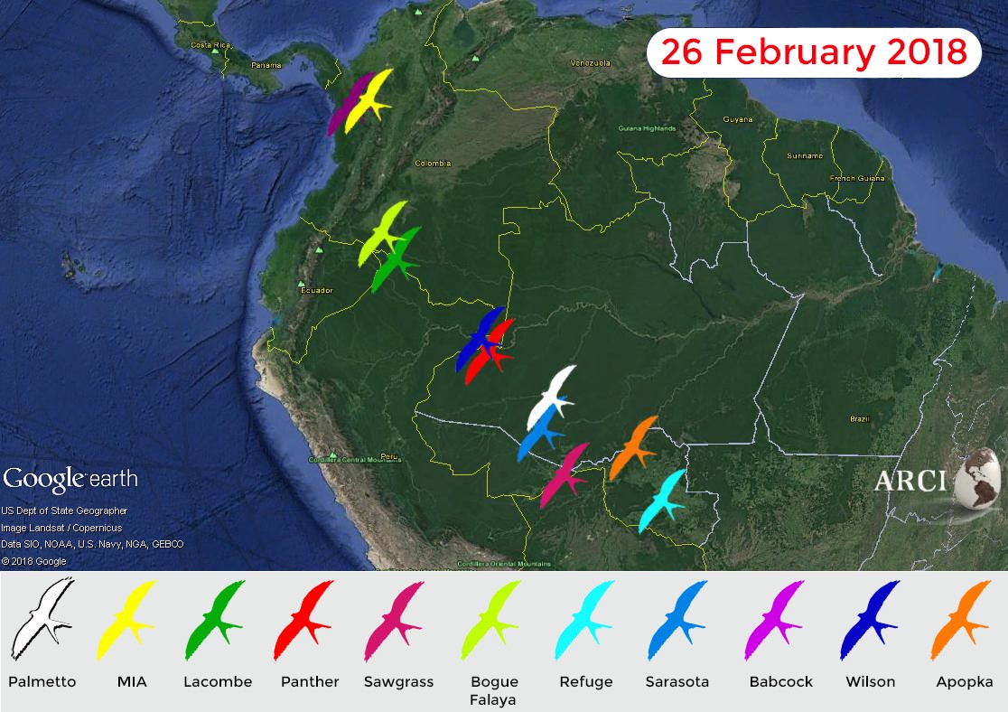 Swallow-tailed Kite Migration: Movement Update: 26 February 2018