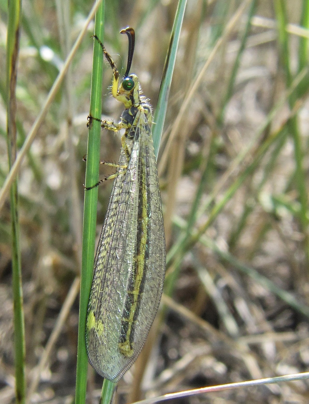 Bug Eric: "Doodlebugs" (Antlions)