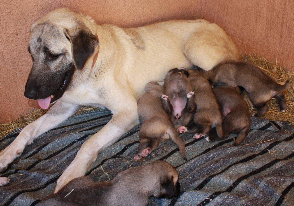 Cheetah News: CCF's Kangal puppies growin strong and healthy