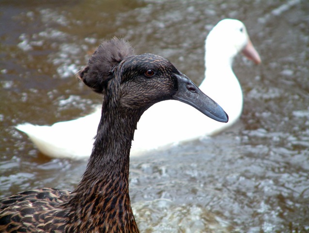 Breed Savers: Dutch Hook Bills - Preserving History