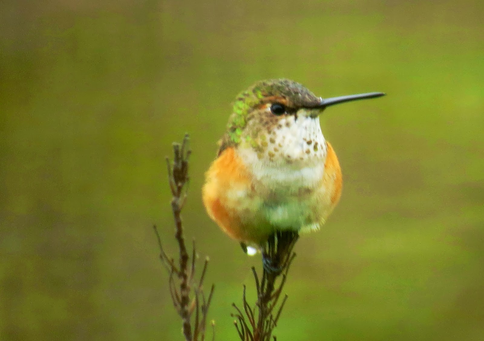 1410 OakWooD: Rufous Hummingbird: The Red Menace