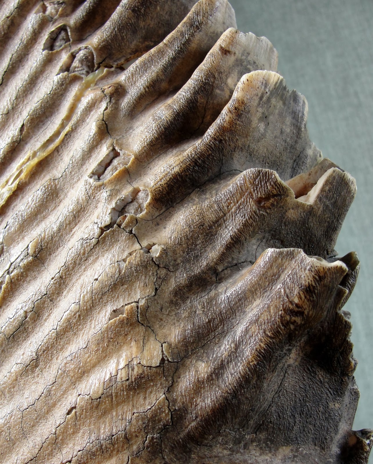 INTO THE VAGUE: Cabinet of Curiosities