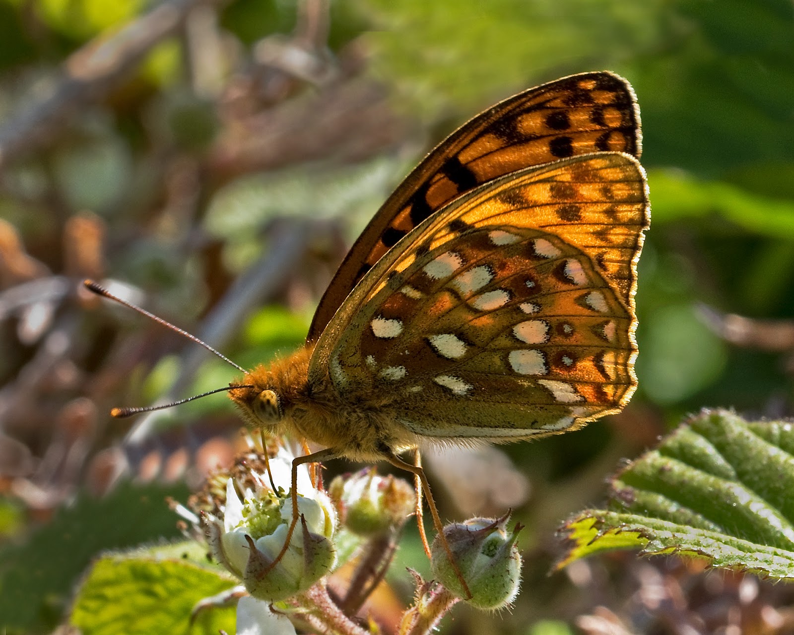 Martin's Sussex Birding Blog: High Brown Fritillary