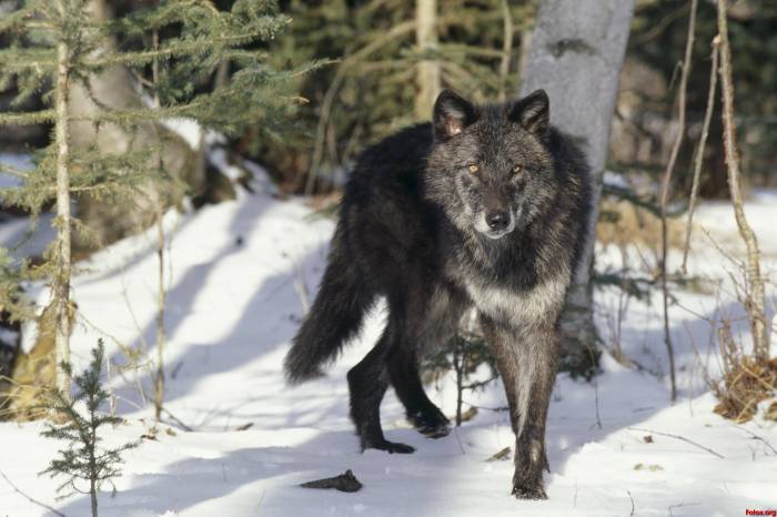 Lobos negros - Imagui