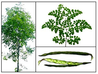 Health 101: Health Benefits of Malunggay Leaves