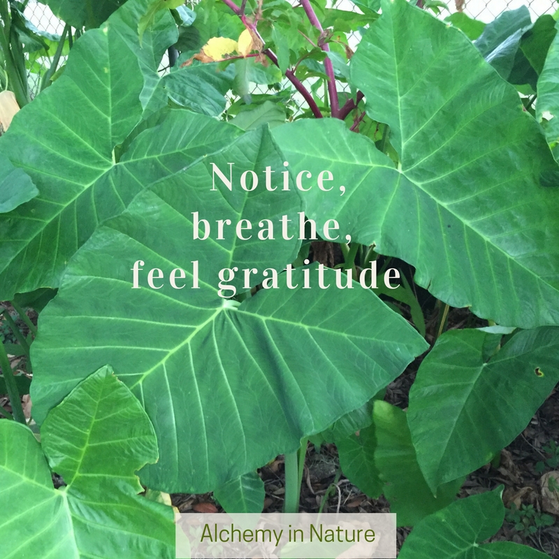 Alchemy in Nature: 2017