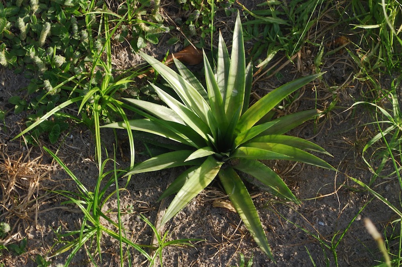 Love in Liberia: My Liberian Garden