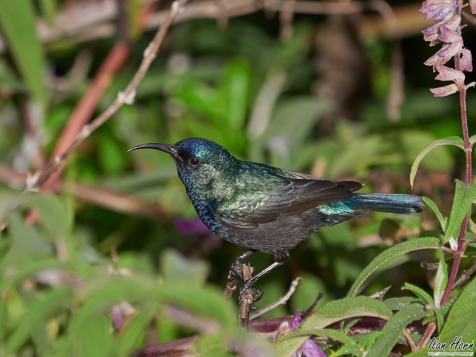 The Glorious Palestine Sunbird