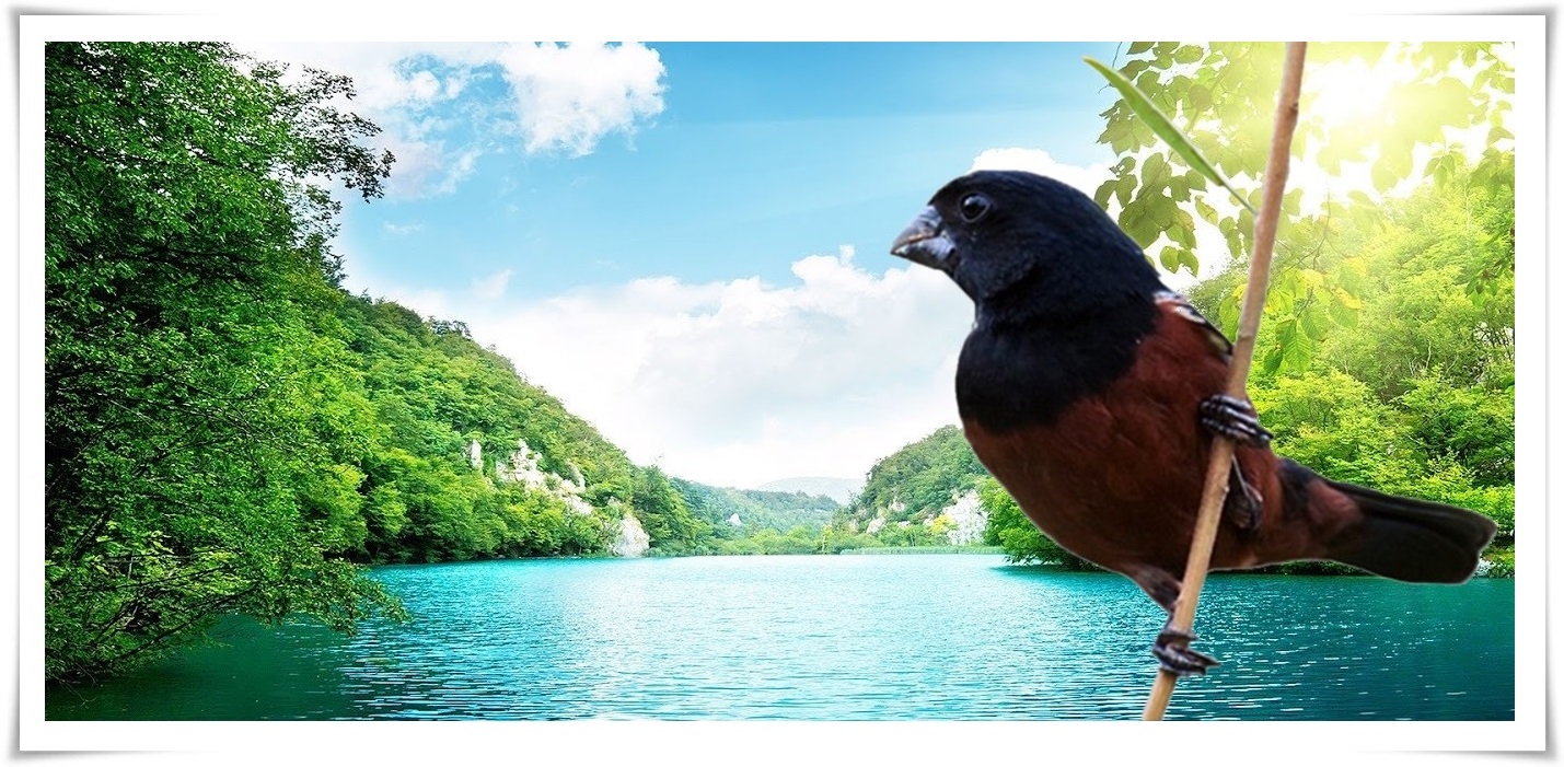 CURIOZEIROS: Curiós que fizeram história - HISTÓRIA DO CURIÓ ENCRENCA ...