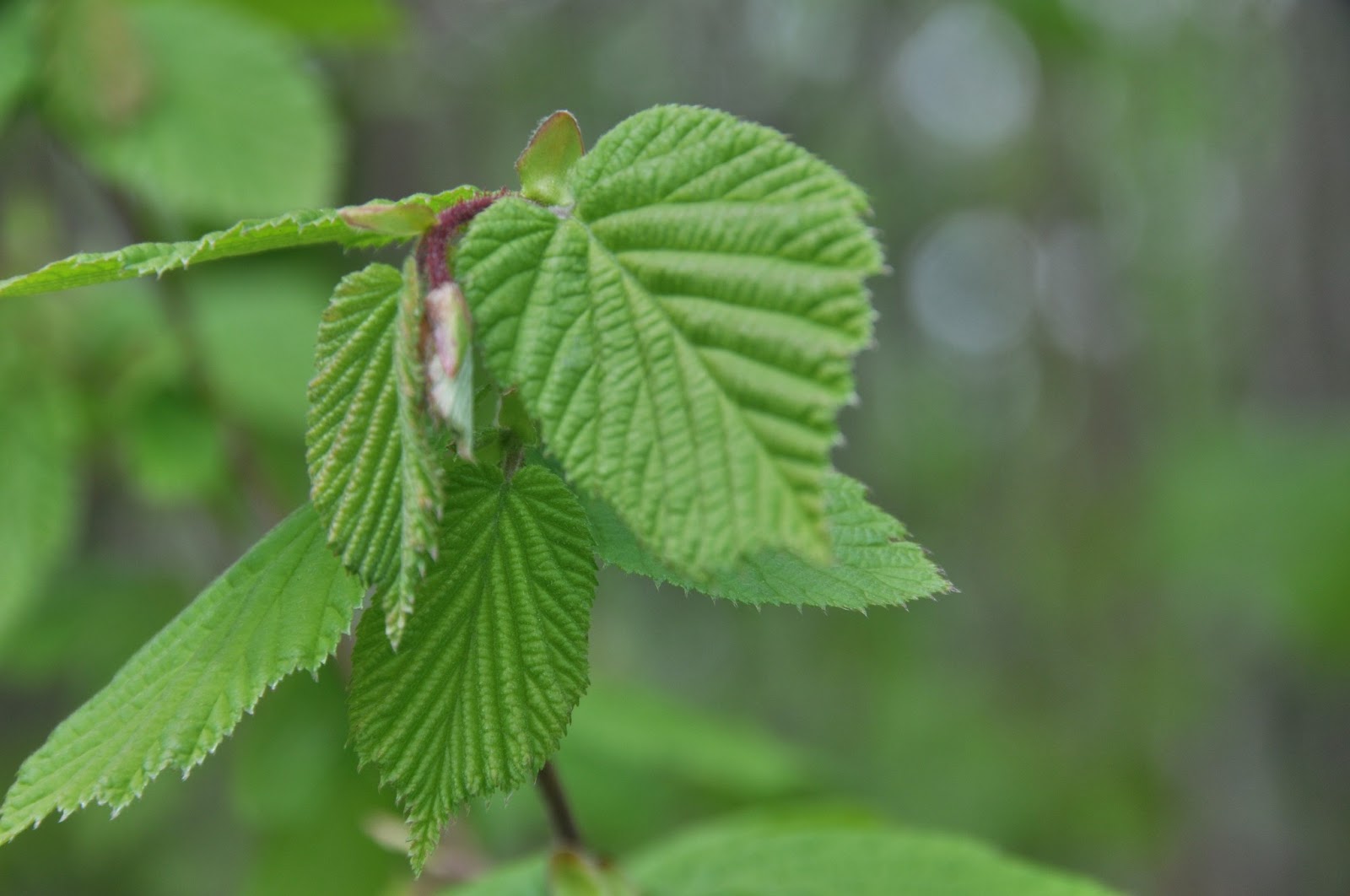 Plants Blog: Corylus avellana; ‘Common Hazel’