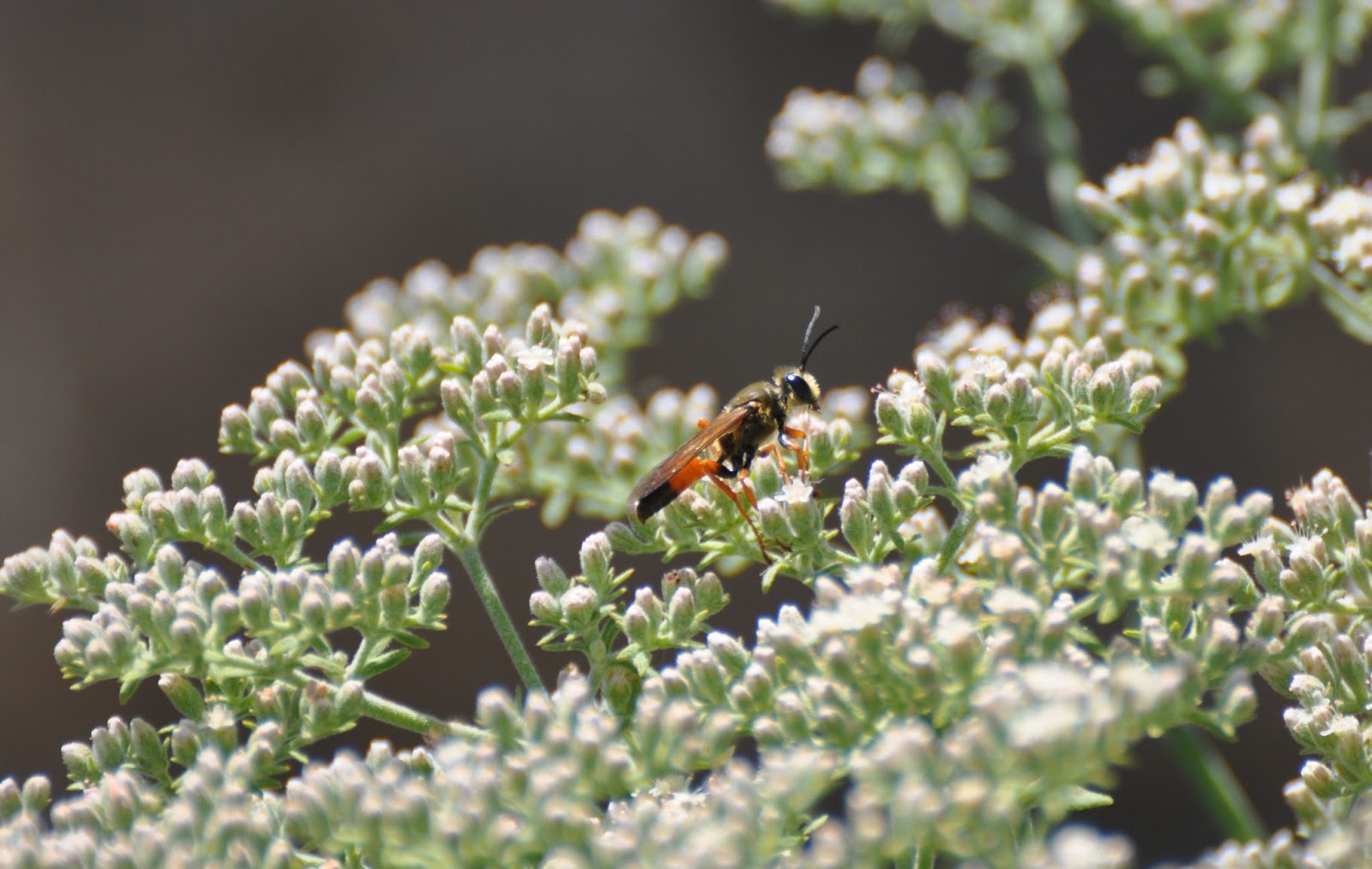 Mother Nature's Backyard - A Water-wise Garden: Thread-waisted Wasps ...