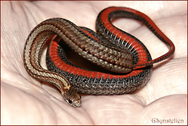 Our Beautiful World: Beautiful red snakes