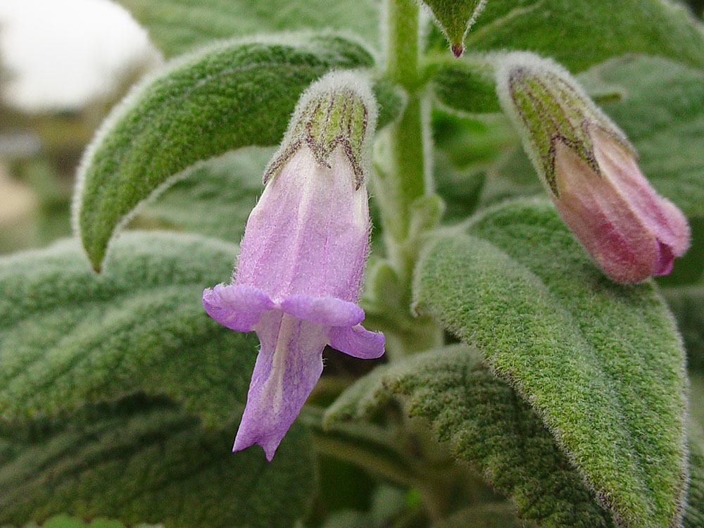 Mother Nature's Backyard - A Water-wise Garden: Plant of the Month ...