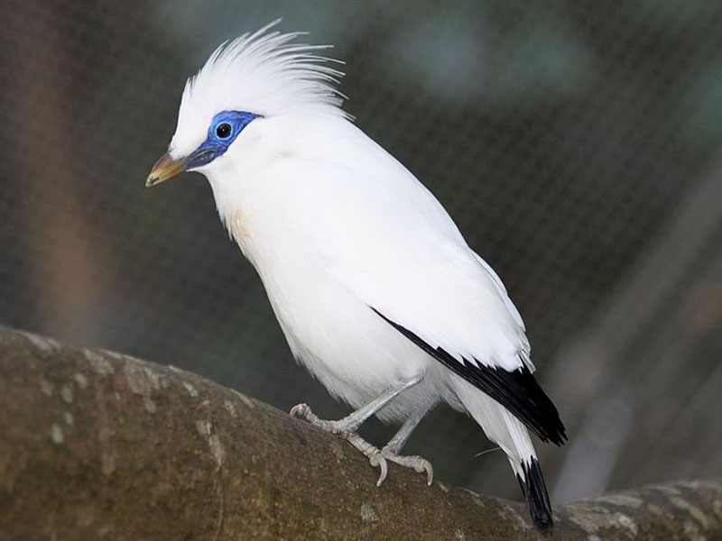 The Life of Sweet Birds