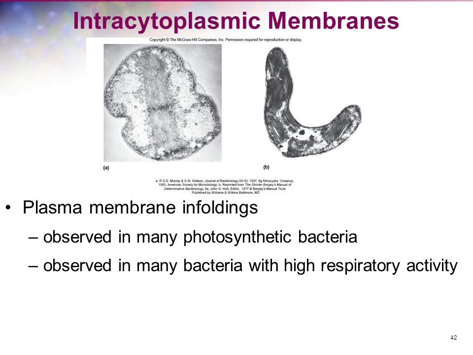 PROKARYOTES INTRACELLULAR STRUCTURE