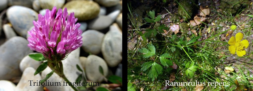 rocayflor: agosto 2018