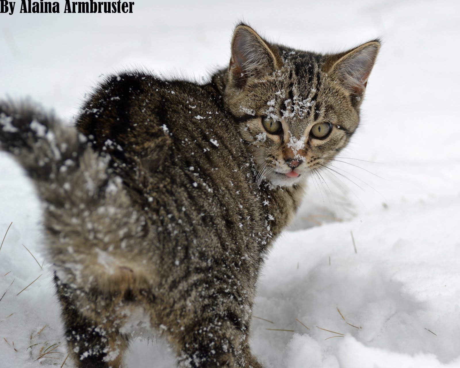 Alainas View - Peckers and Paws Photography: Snow Covered Kittens