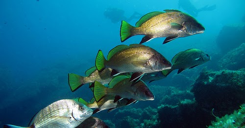 Behind the French Menu: Corb or Corb Noir– Brown Meagre, the fish ...