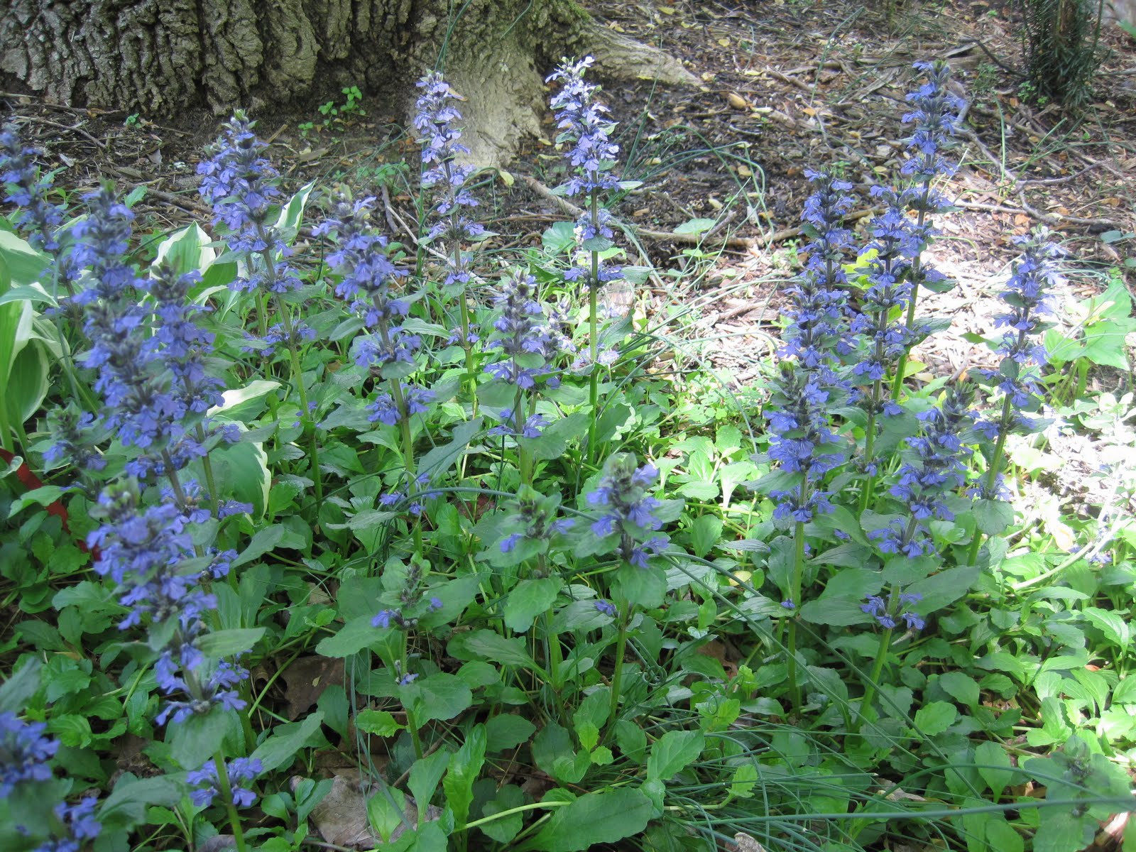 Kris's 2011 - A Photo A Day: Ajuga - Bugleweed - April 23, 2011