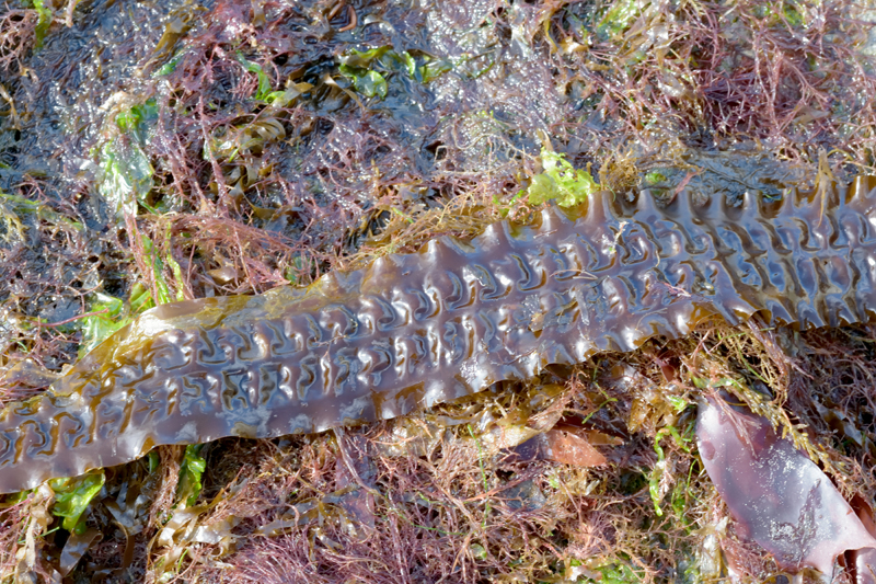 Three Counties Wildlife