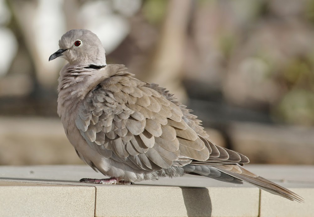 Another Bird Blog: A Birding Day Lanzarote Style