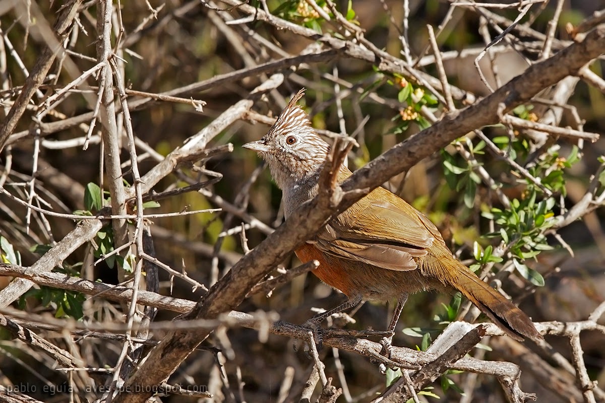 mis fotos de aves: Rhinocrypta lanceolata Gallito Copetón Crested Gallito