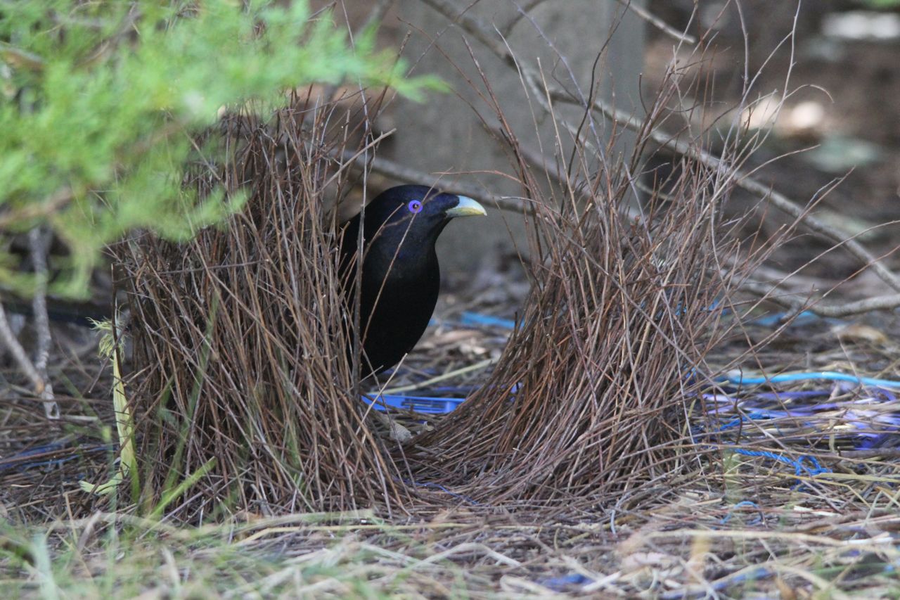Pete's Flap Birding Aus: Satin bowerbirds in active bower, Wee Jasper