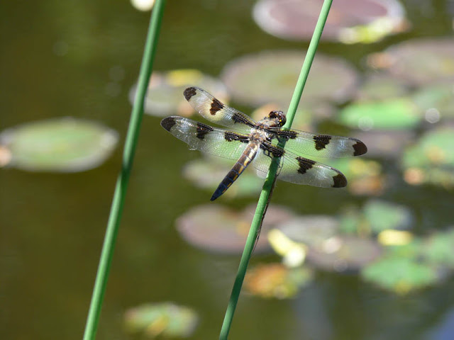 Aquascape Your Landscape: Dragonflies: The Devil's Darning Needle