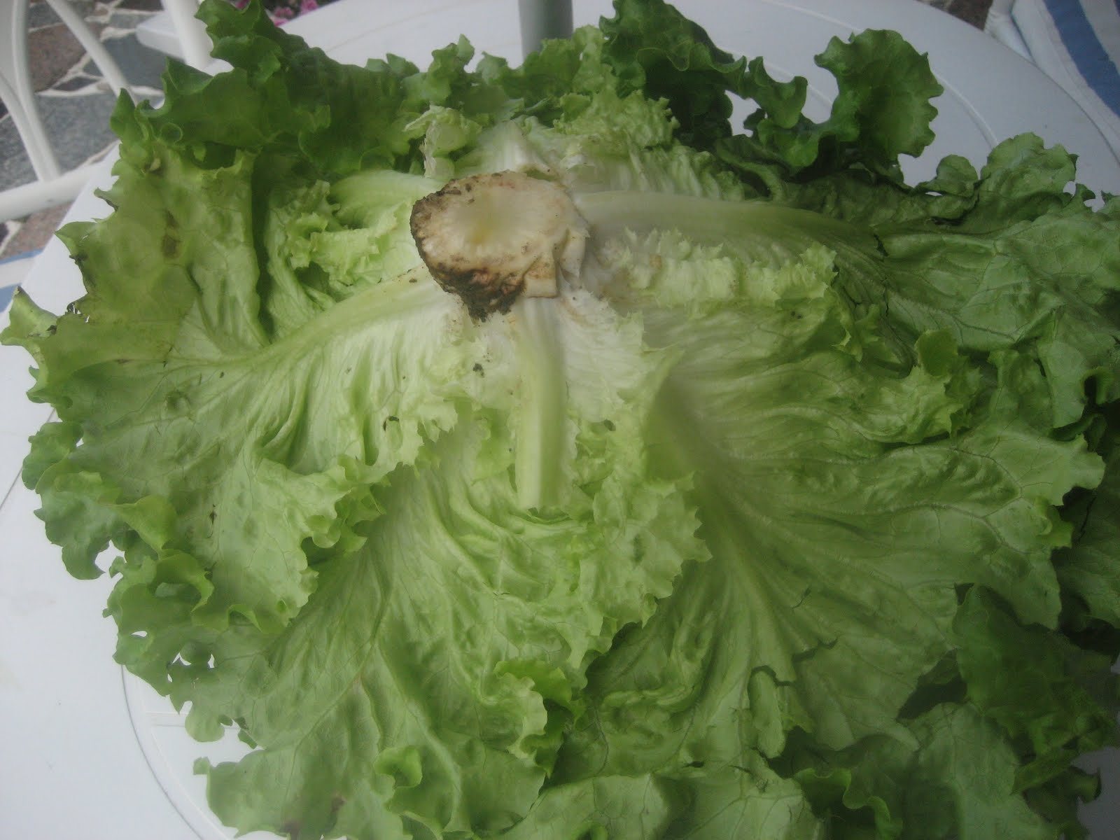 cocinaiarte: UNA GRAN LECHUGA