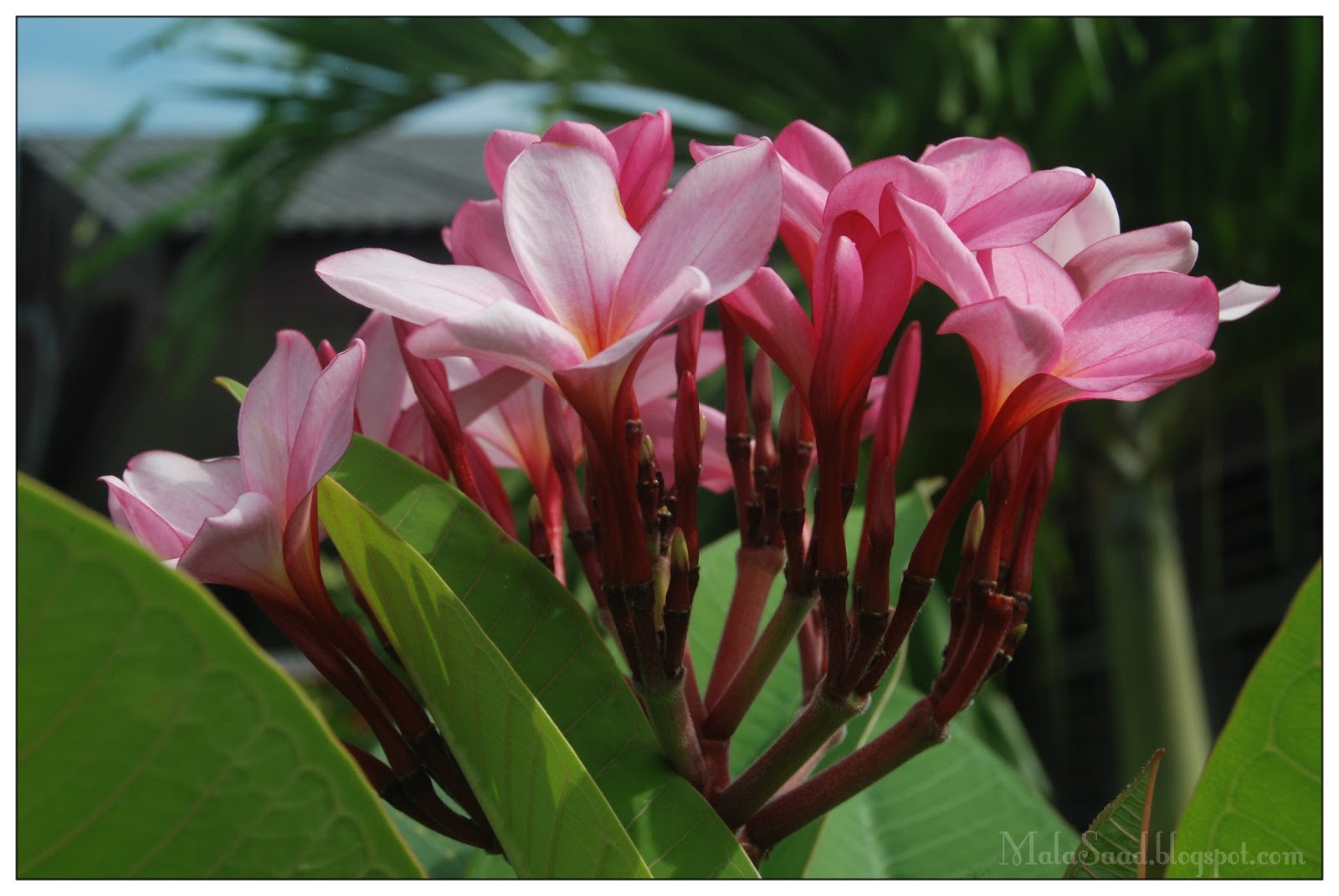 My Green Eye's: Bunga-Bunga Hujan