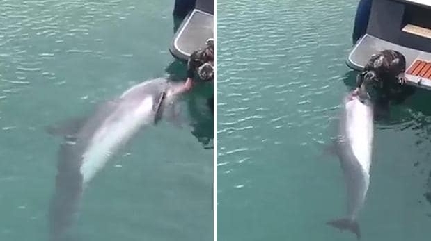 White Wolf : Heartwarming moment a dolphin enjoys a belly-rub from a ...