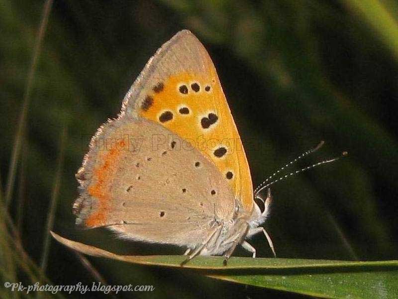 American Copper Butterfly | Nature, Cultural, and Travel Photography Blog