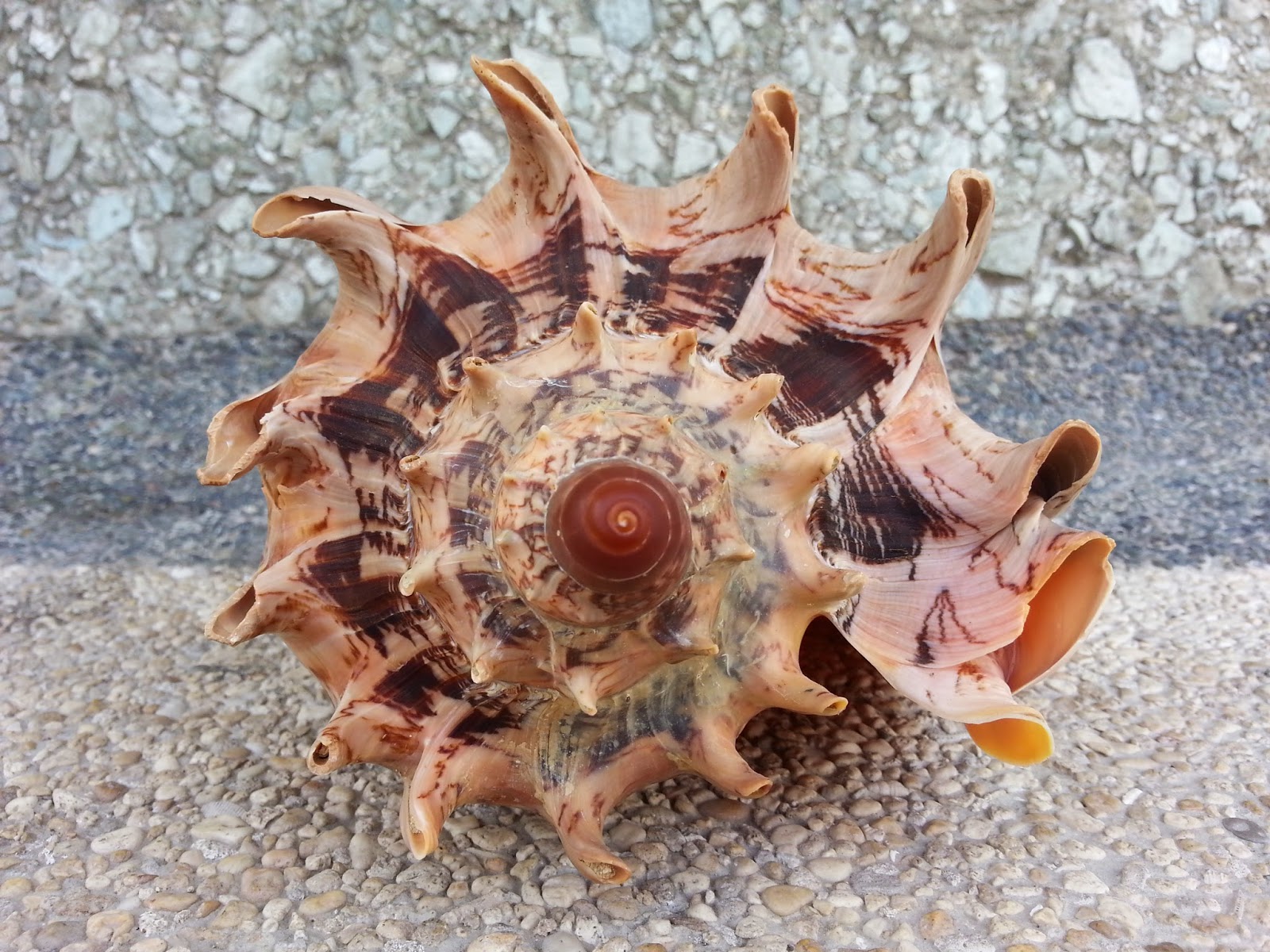 In a Conch Shell: Beauty is Royalty: Voluta imperialis