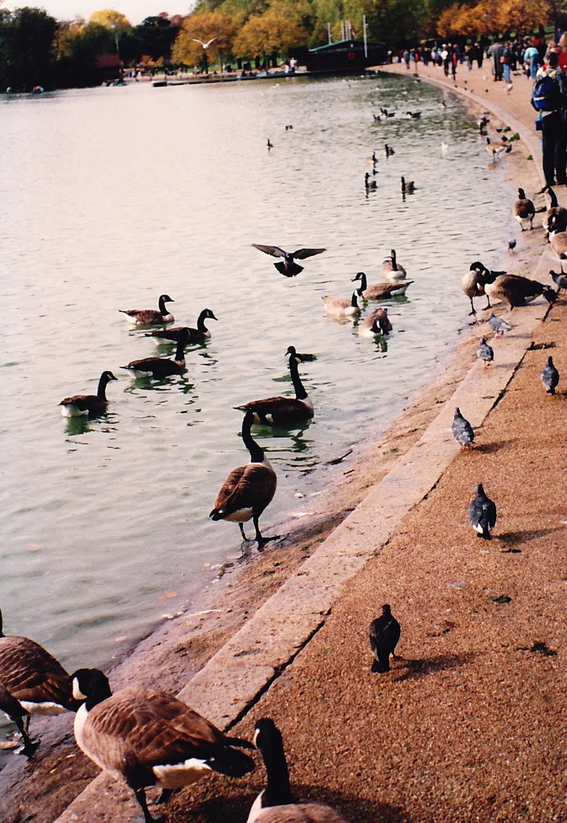 从夜暮到黎明 From dusk to dawn : 海德公园 Hyde Park