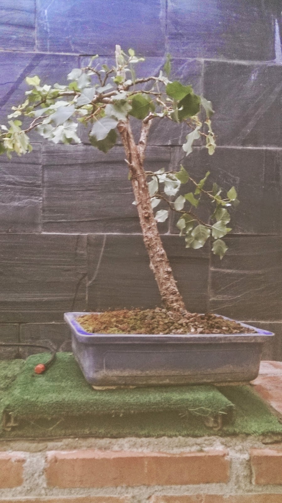 EXPRÉSION BONSÁI .....: Nº 51 Álamo negro, Chopo Negro - Populus nigra