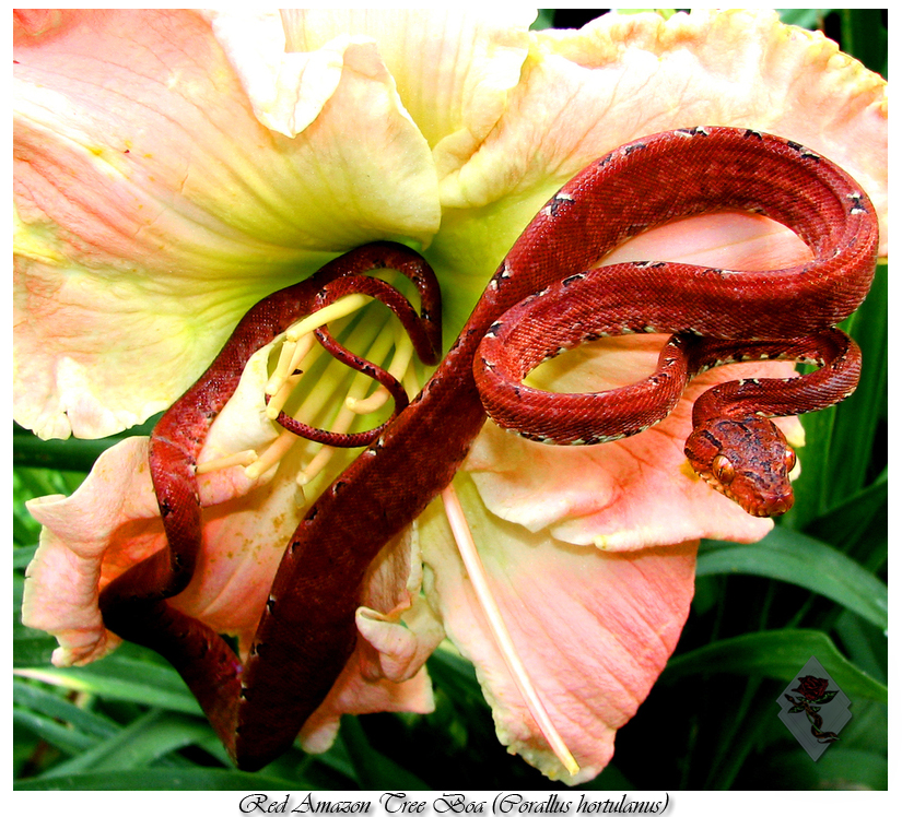 Our Beautiful World: Beautiful red snakes