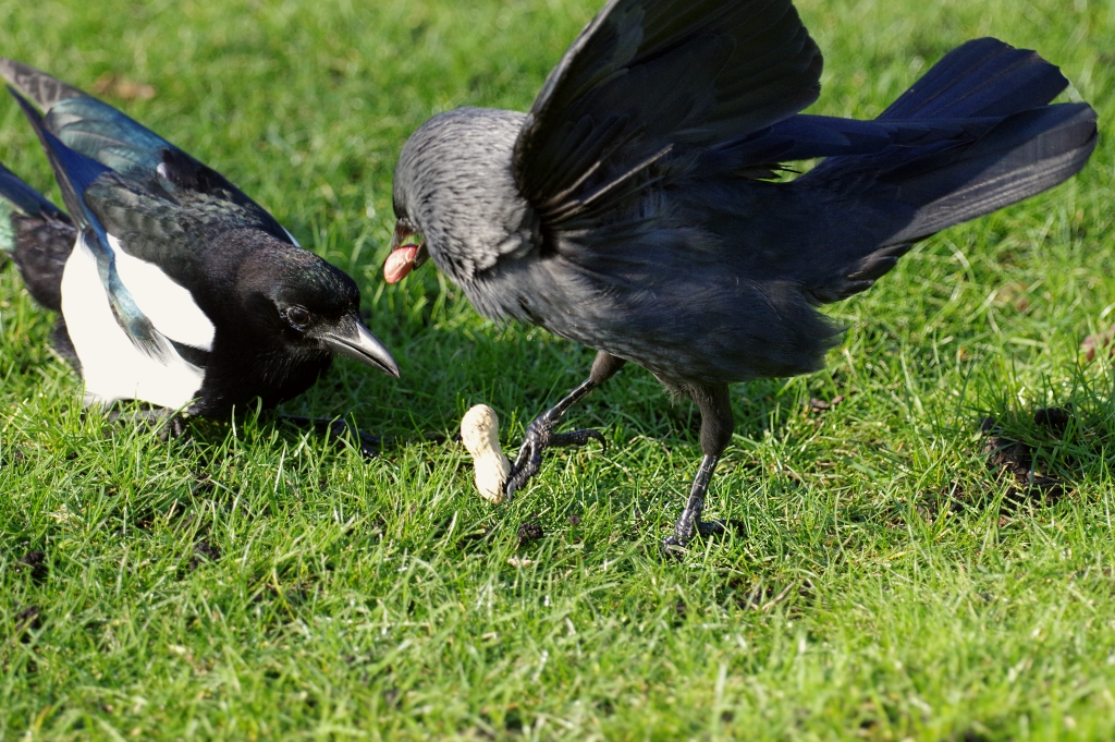 Kensington Gardens and Hyde Park birds