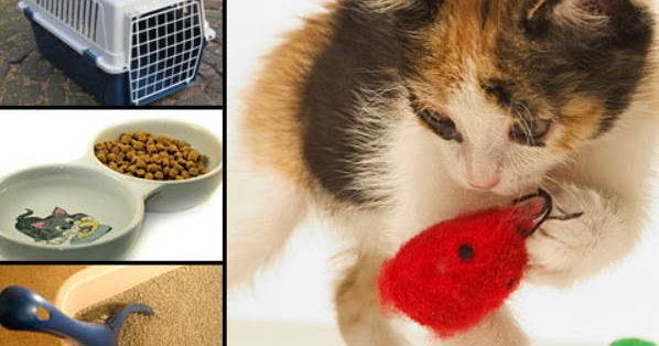 Pet Shop Blog: Merawat Kucing Dengan Benar