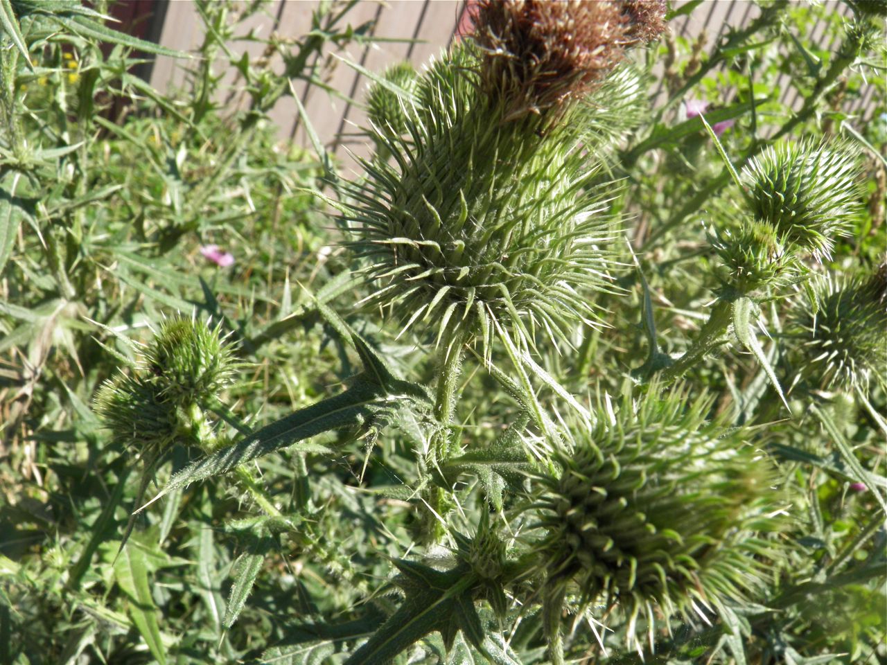 Docaitta Lifestyle: Foraging: Spear Thistle