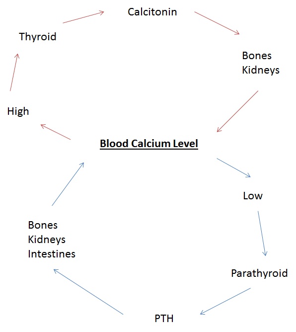 Holly's Biology Adventures: Fantastic Feedback Loops