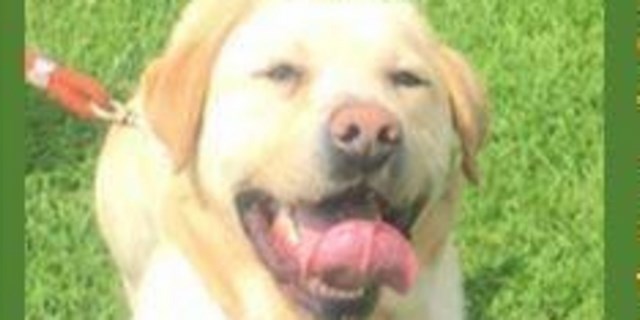 [INDIGNANTE] Explotado como perro rastreador de drogas, Totti muere ...