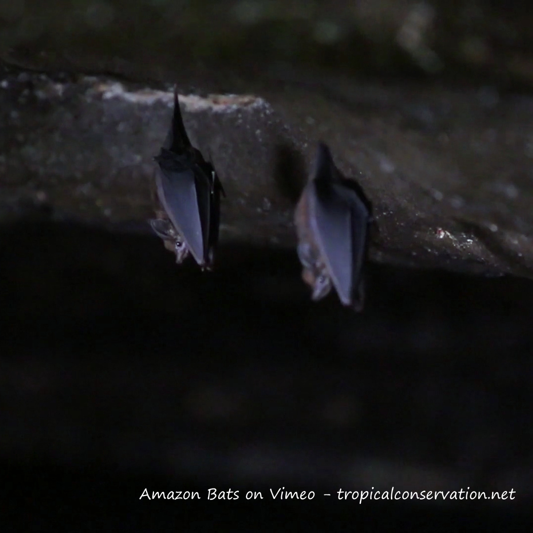 Amazon Bats
