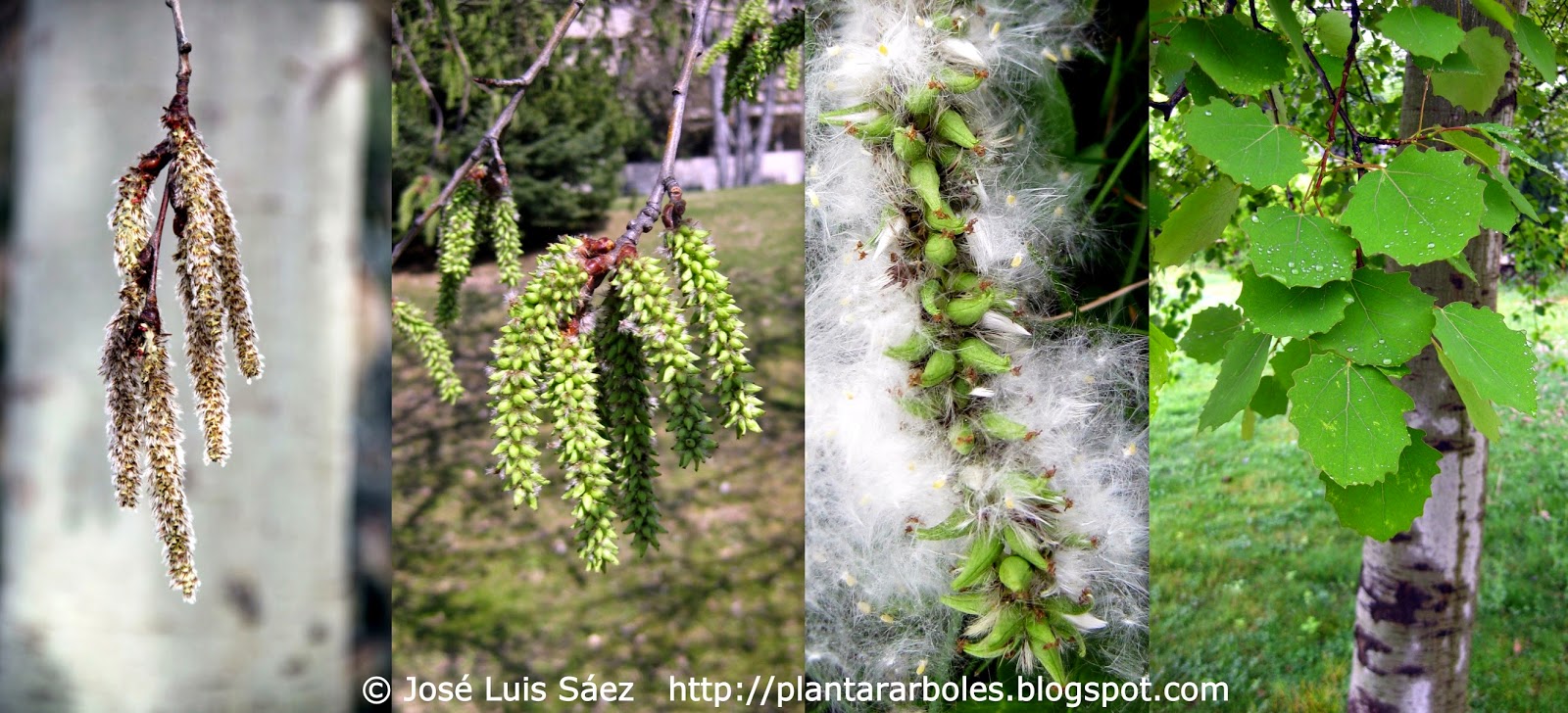 PLANTAR ÁRBOLES y arbustos: Árboles Autóctonos de España