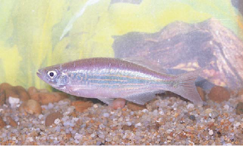 100 Species of Thai Ornamental Fish: ซิวใบไผ่ ซิวใบไผ่ราชินี จุกกี