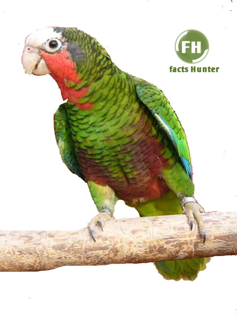Bird's Lifestyle: Grand Cayman Parrot - National Bird of Cayman Islands