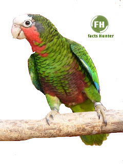 Bird's Lifestyle: Grand Cayman Parrot - National Bird of Cayman Islands