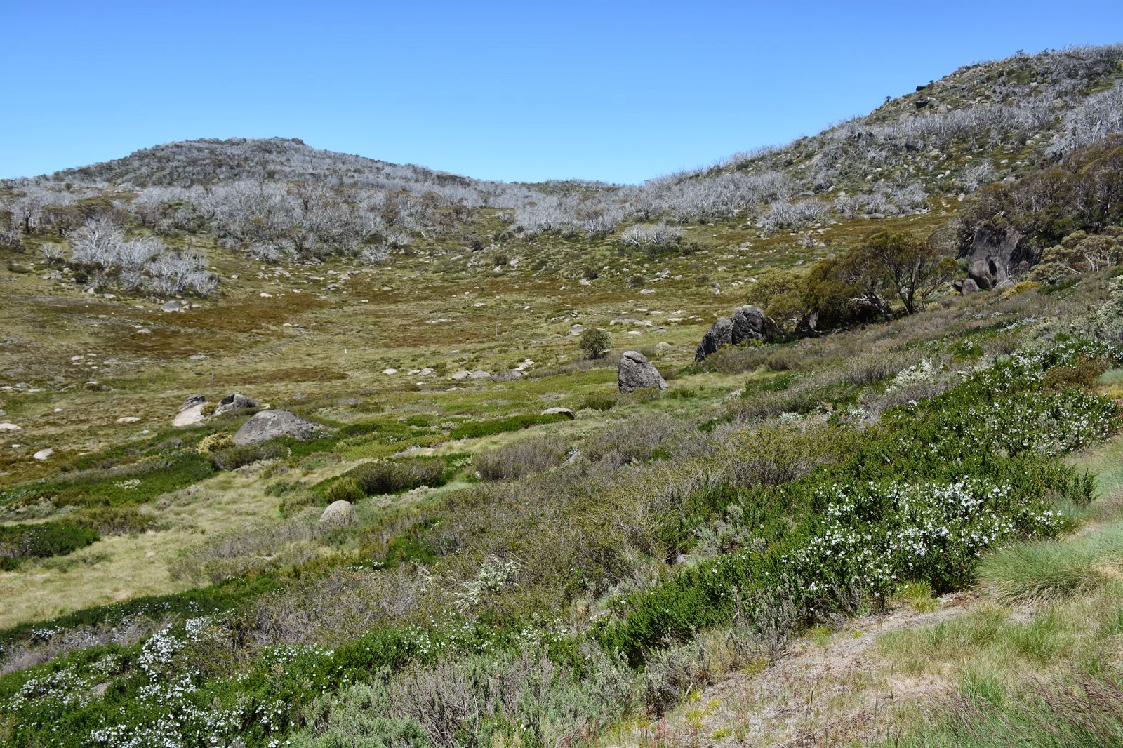 walkabouters club of victoria inc: Perisher Valley, Summer Camp, 2014.